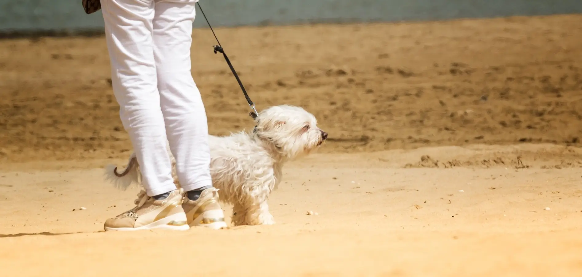 Claves para salir a pasear con tu perro | Depeloapata - Peluqueria canina